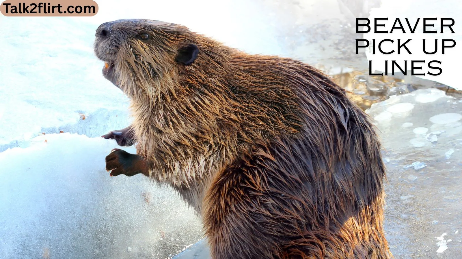 502+ Cute Beaver Pick Up Lines for Outdoor Flirts for 2025